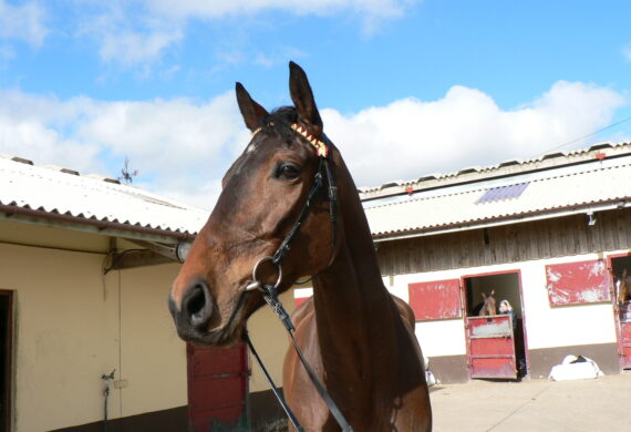 Peter Bowen Racing – The best stables in Pembrokeshire