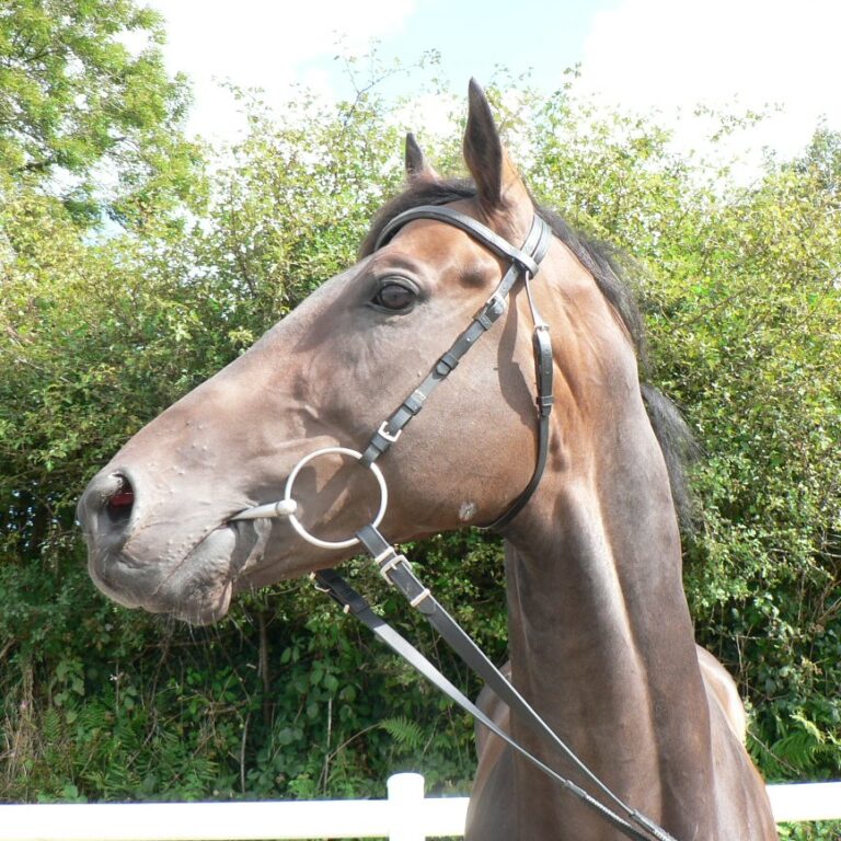 Shareef Star wins on his debut over fences