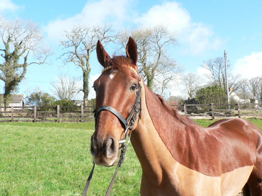 Letterston Lady lands her hat-trick with an impressive debut over ...