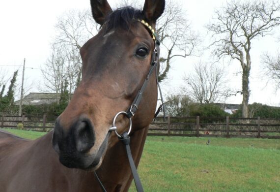 Peter Bowen Racing – The best stables in Pembrokeshire