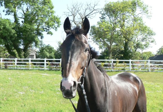 Peter Bowen Racing – The best stables in Pembrokeshire