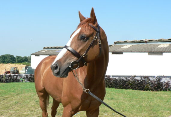 Peter Bowen Racing – The best stables in Pembrokeshire