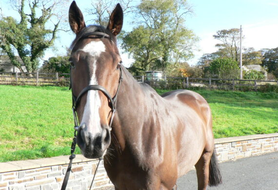 Peter Bowen Racing – The best stables in Pembrokeshire