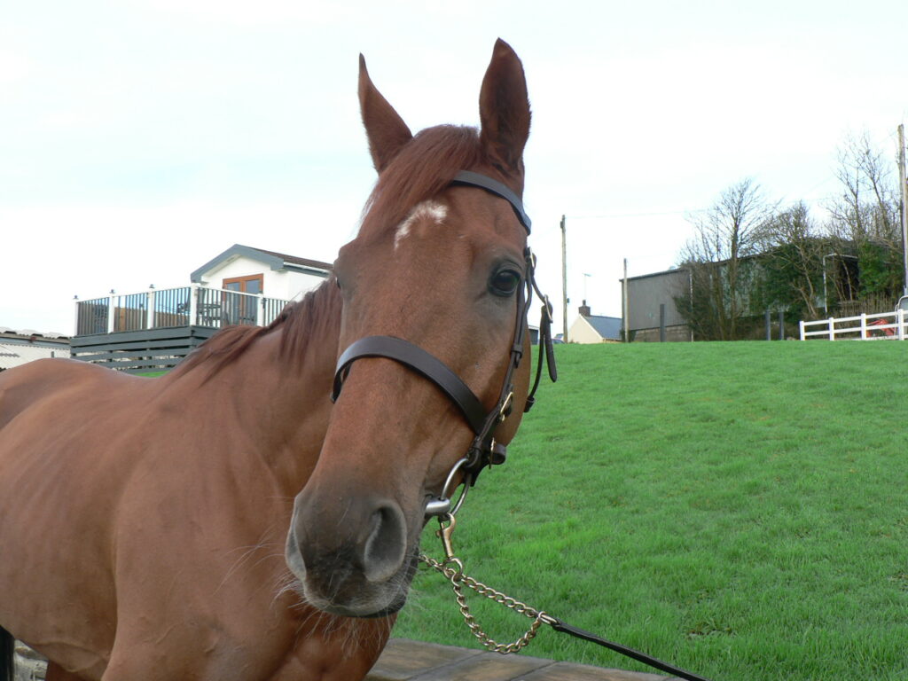 Peejaybee wins over fences for the first time